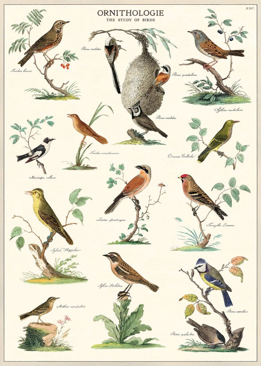Ornithologie Wrap Sheet - Cavallini & Co. – Paper and Grace